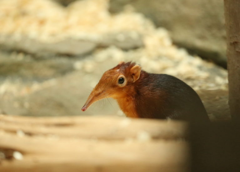 » Macroscelidea (Elephant Shrews)