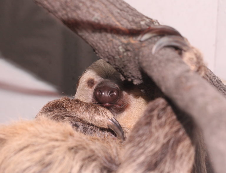 » Xenarthra (Sloths, Armadillos, & Anteaters)
