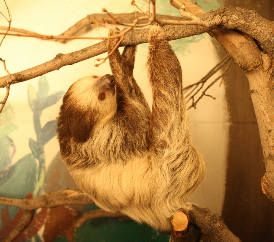 » Xenarthra (Sloths, Armadillos, & Anteaters)
